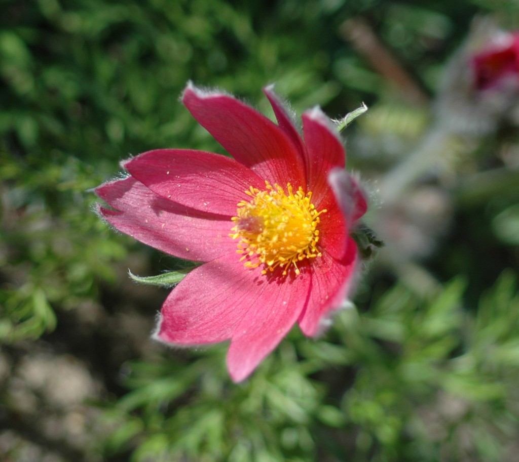 Native Plants for Xeriscaping/ Hard-to-grow Spots Shallow soils ...