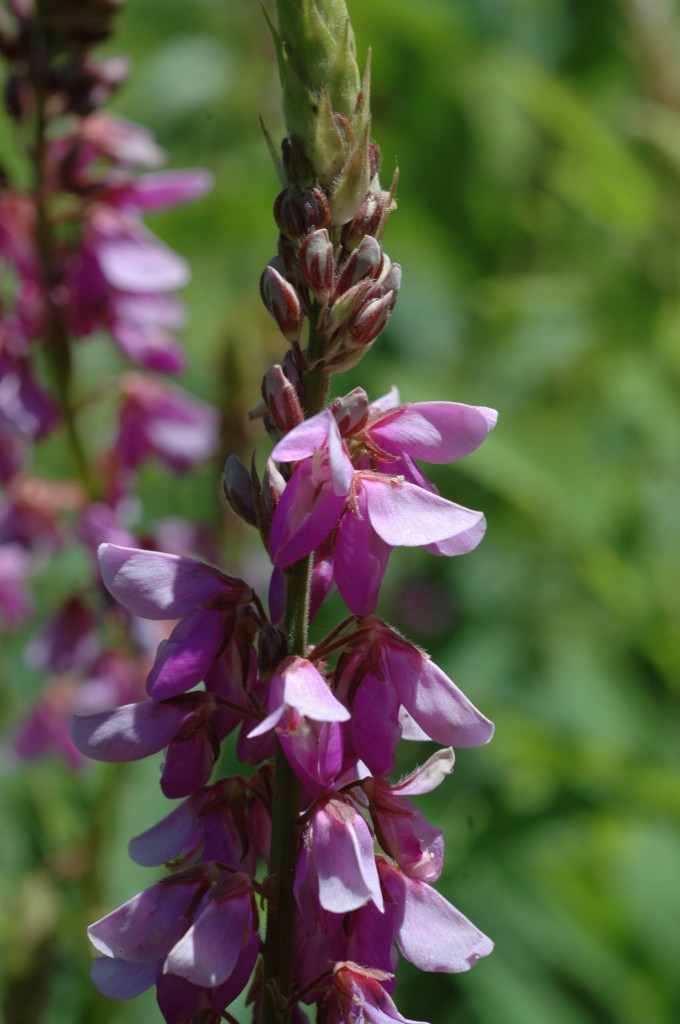 Native Plants for Xeriscaping/ Hard-to-grow Spots Shallow soils ...