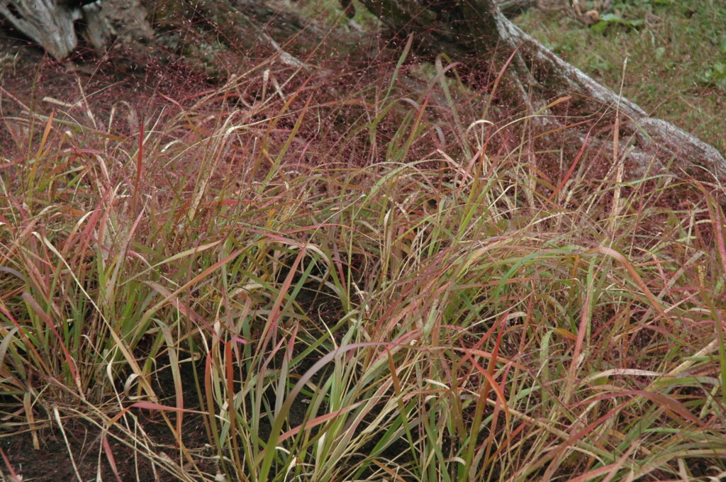 Native Grasses & Sedges/Carex spp. for Meadows, Shorelines & Shade ...