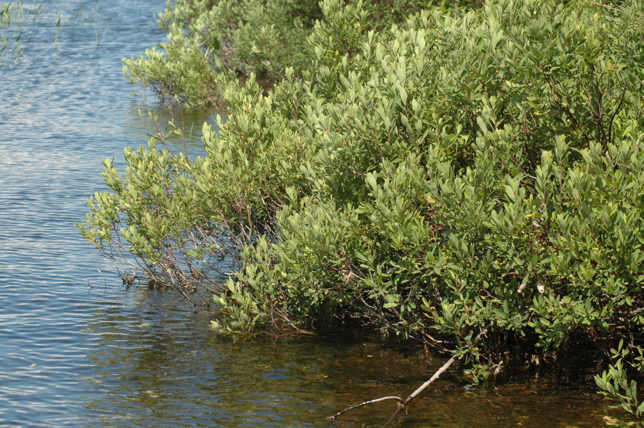Plants for Shoreline / Ponds / Lakefronts / Stream Bank Planting ...