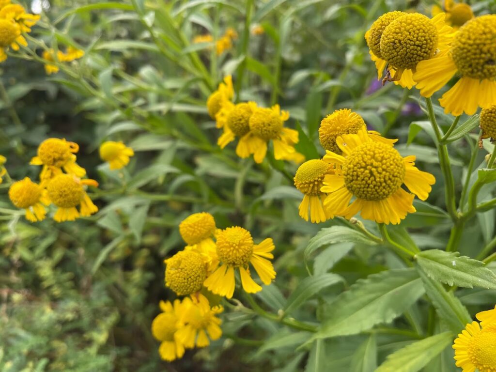Plants for Shoreline / Ponds / Lakefronts / Stream Bank Planting ...