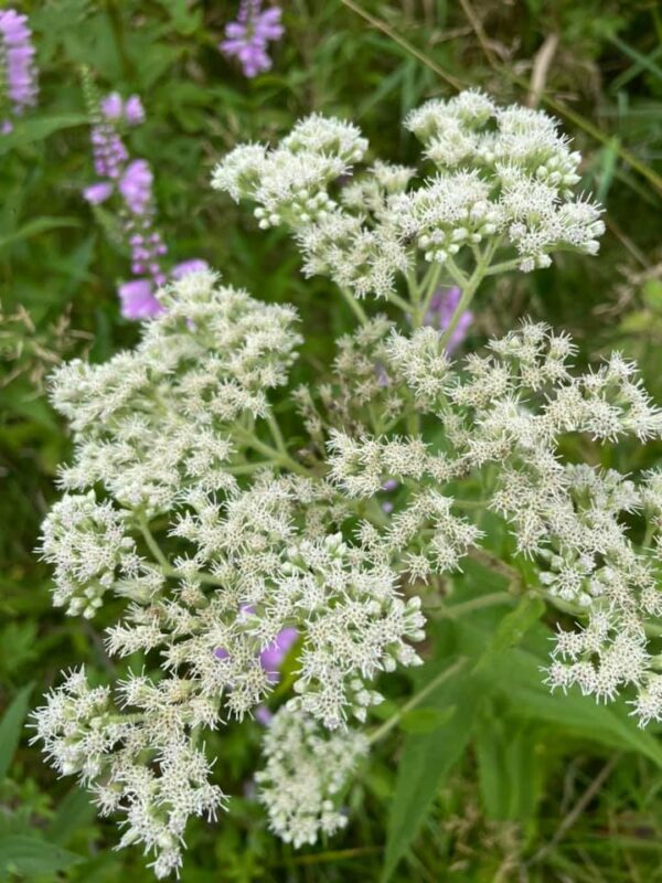 Plants for Shoreline / Ponds / Lakefronts / Stream Bank Planting ...
