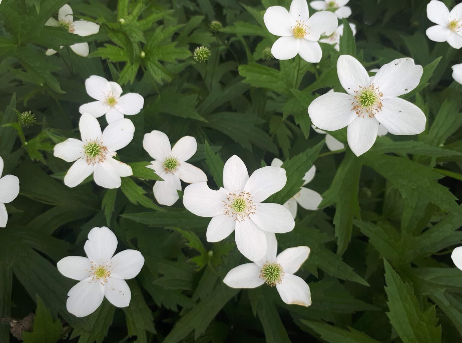 Juglone-tolerant Native Species to Grow Near and Under Black Walnut ...