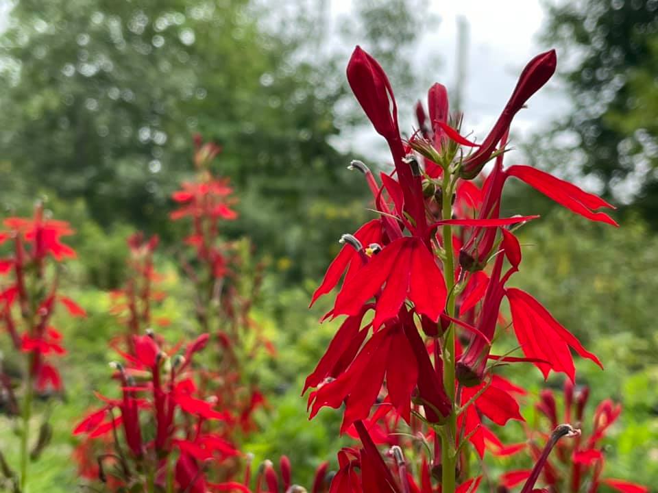 Plants for Shoreline / Ponds / Lakefronts / Stream Bank Planting ...