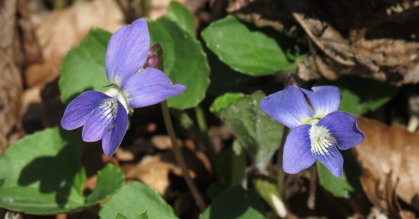 Native Plants for a Shaded Areas & Woodland Gardens – Natural Themes ...