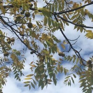 Juglone-tolerant Native Species to Grow Near and Under Black Walnut ...
