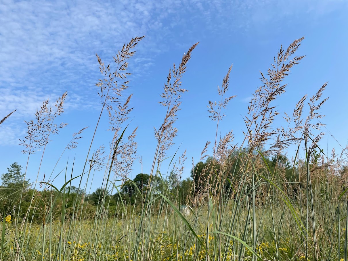 Aggressive/Spreading Native Plants for Reclaiming and Restoring Natural ...