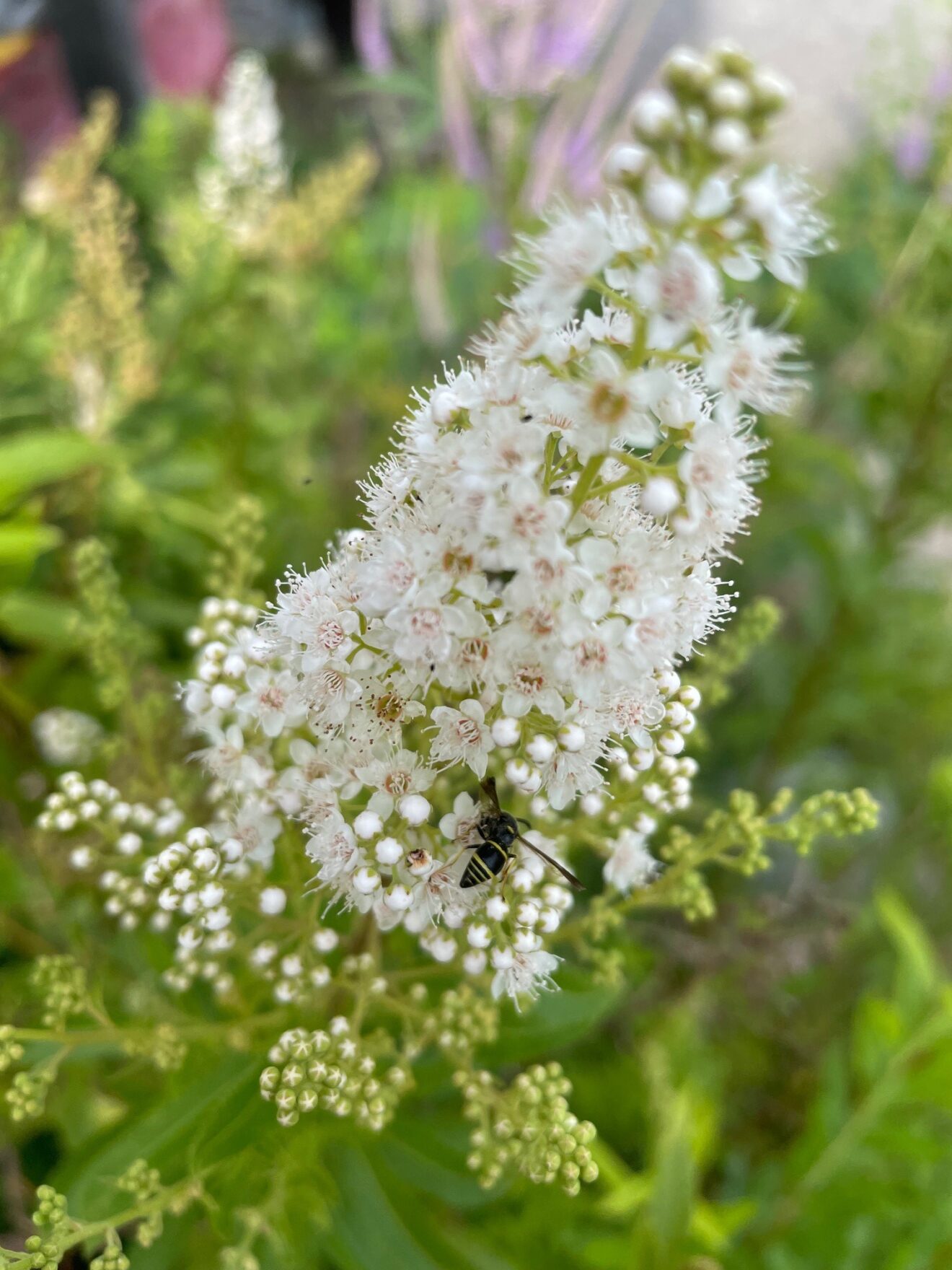 Plants for Shoreline / Ponds / Lakefronts / Stream Bank Planting ...