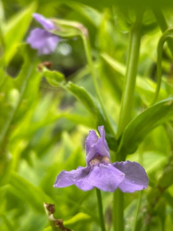 Plants for Shoreline / Ponds / Lakefronts / Stream Bank Planting ...