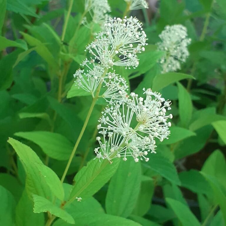 Plants for Shoreline / Ponds / Lakefronts / Stream Bank Planting ...