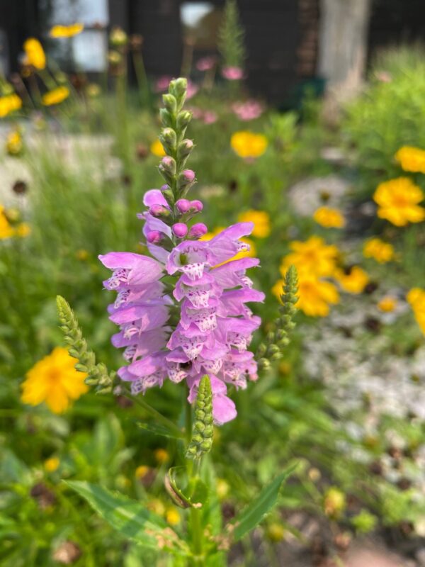 Plants for Shoreline / Ponds / Lakefronts / Stream Bank Planting ...