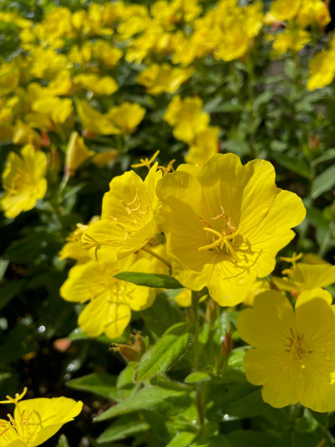 Native Plants for Boulevard Gardens: Tough, Tolerant, and Lower-Growing ...