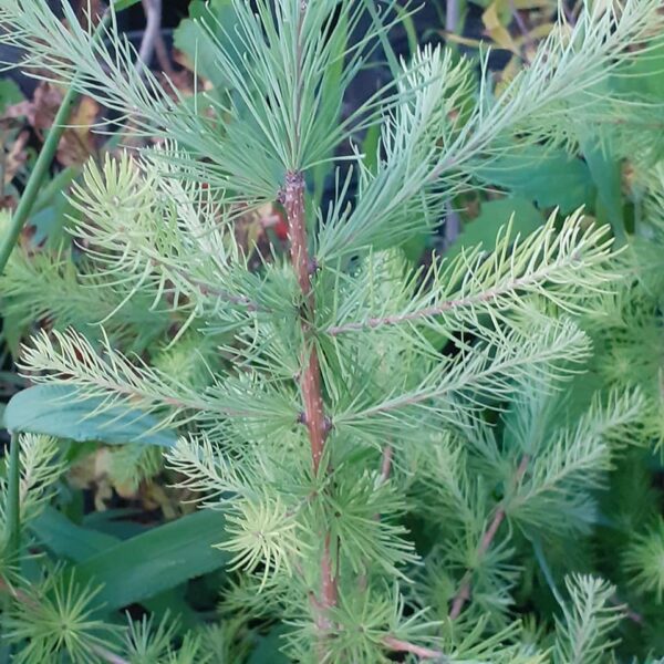 Plants for Shoreline / Ponds / Lakefronts / Stream Bank Planting ...