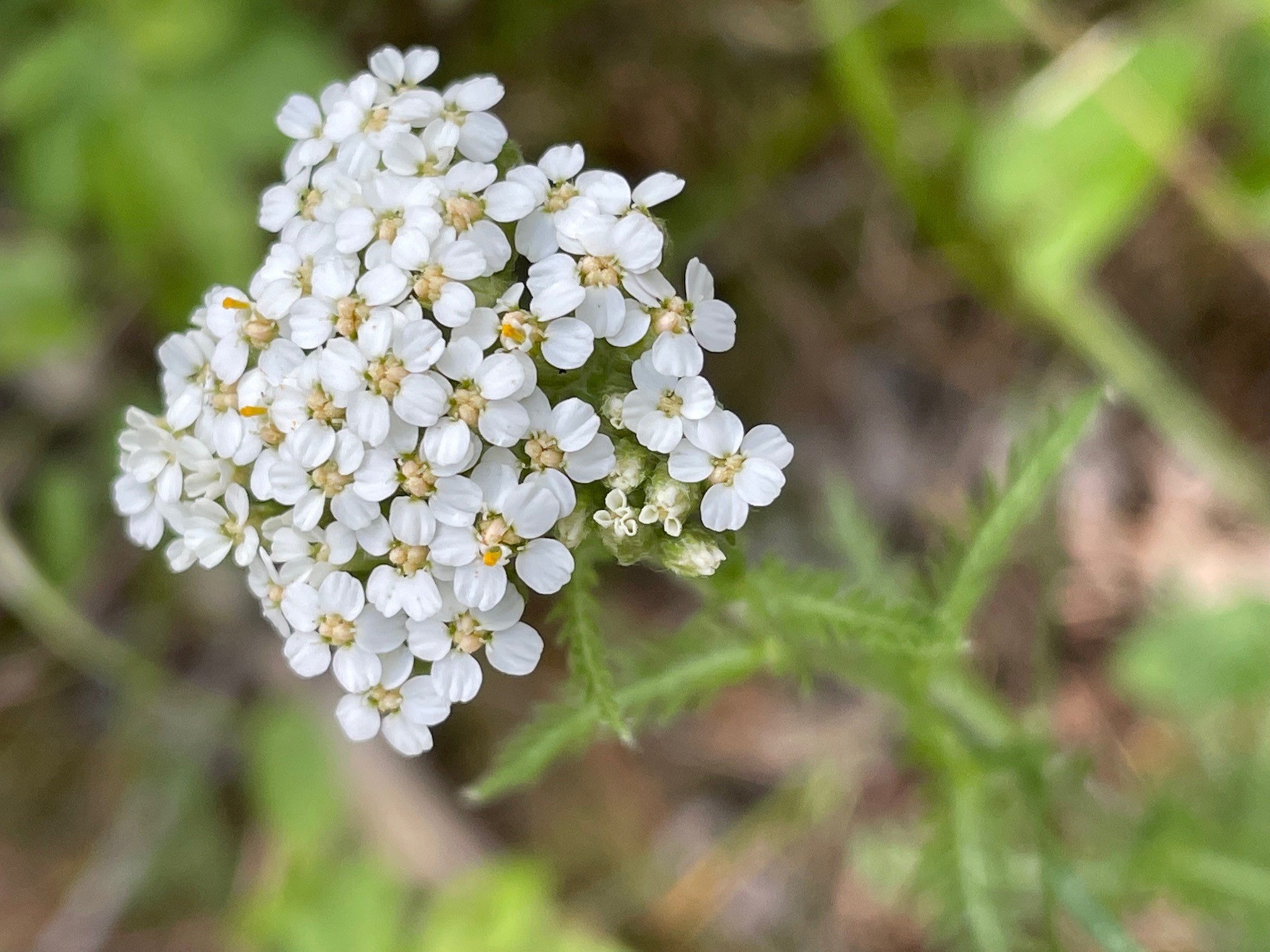 Native Plants for Boulevard Gardens: Tough, Tolerant, and Lower-Growing ...